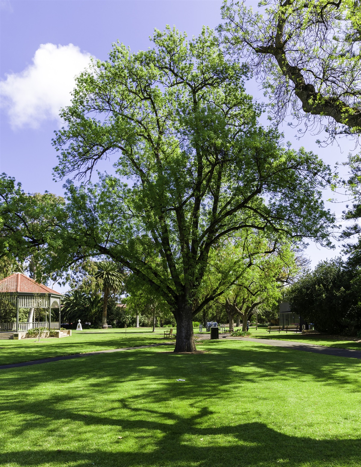 Tree factsheets for small sized trees | City of Unley